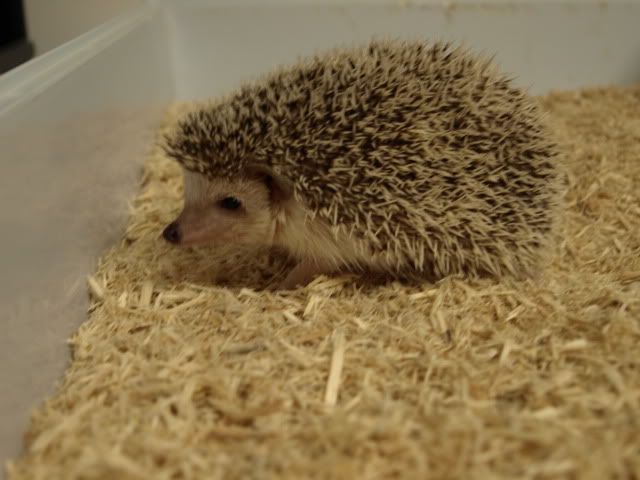 African Pygmy Hedgehogs and complete setup | Reptile Forums
