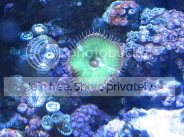 My Paly Grandis... | Reef2Reef