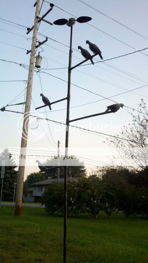 Dove decoy tree? | Ohio Game Fishing