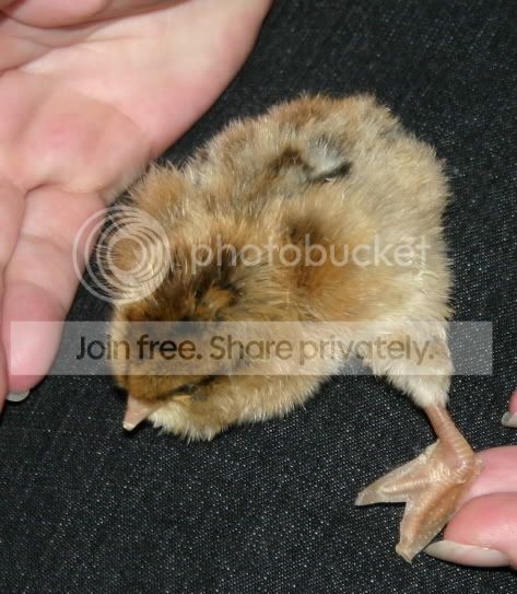 Curled Toes and Swollen (twisted?) Hock *Pics* | BackYard Chickens ...