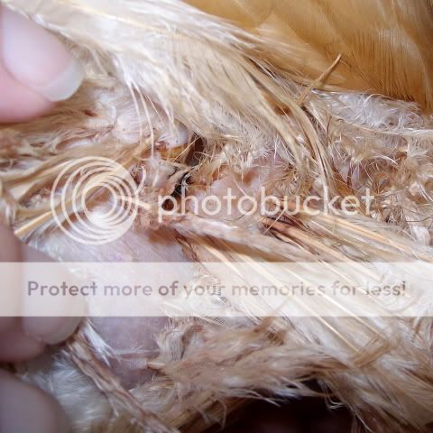 Wound healing pictures - progression. GRAPHIC! | BackYard Chickens ...