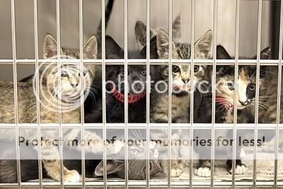 Animal shelters are overcrowded! | Valley of the Dogs...cats, birds etc...